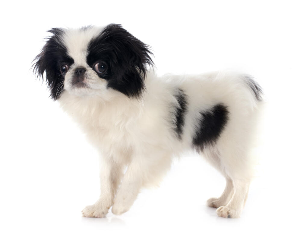 Japanse spaniël Honden
