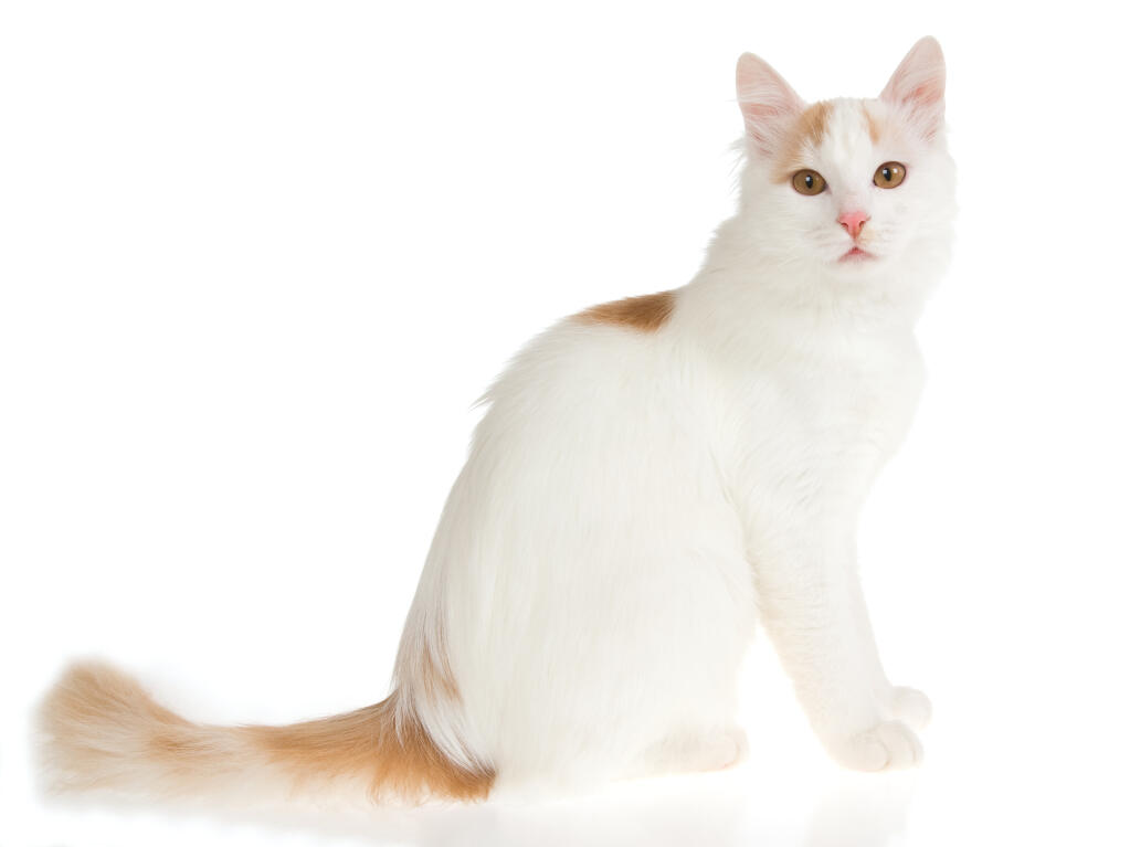 Turkse van | Katten | Rasinformatie | Omlet