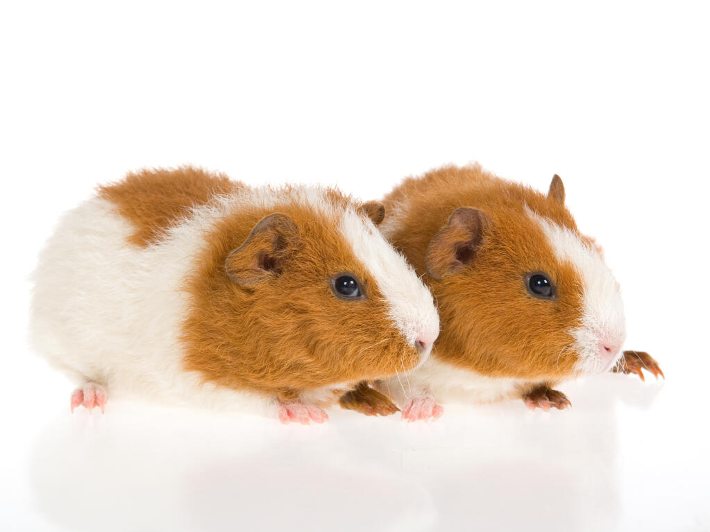 Rex te koop | Cavia's | Rasinformatie | Omlet