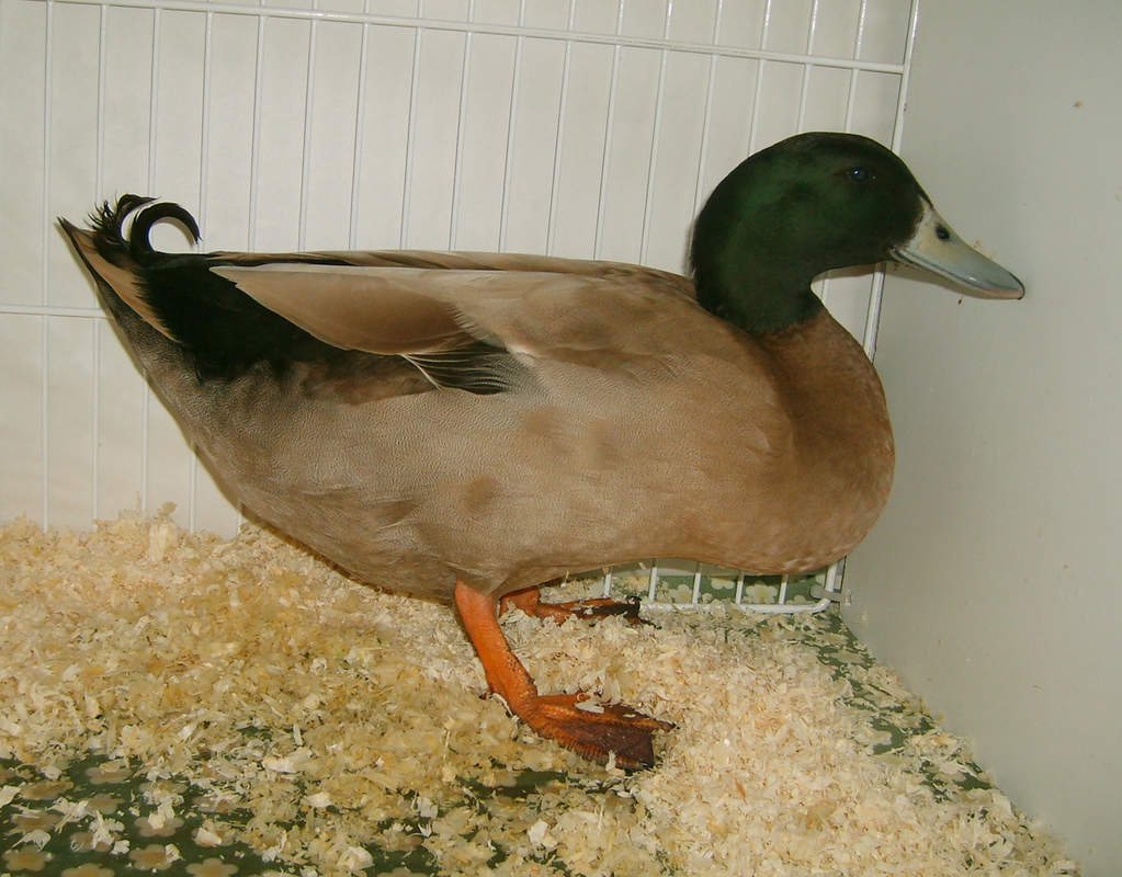 Campbell-eend | Eenden | Rasinformatie | Omlet