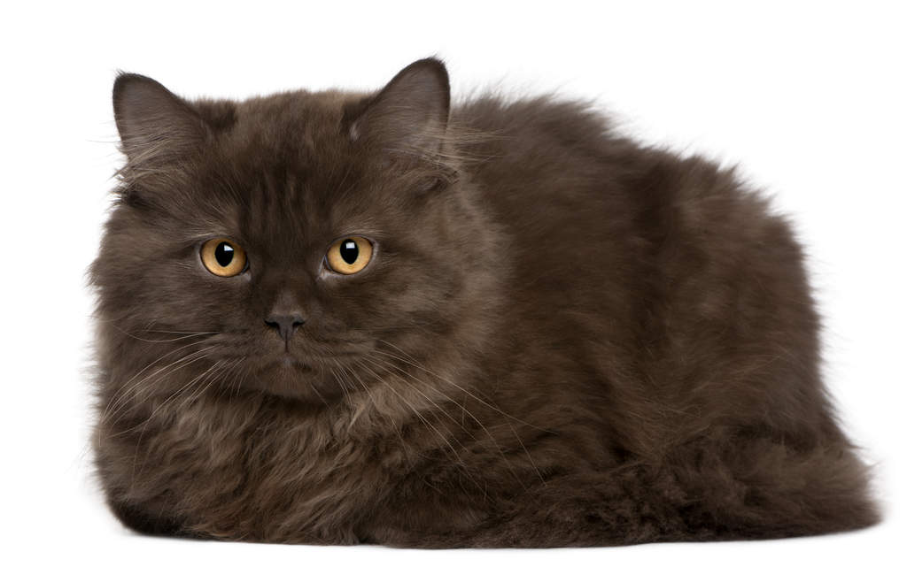 Brits langhaar Katten