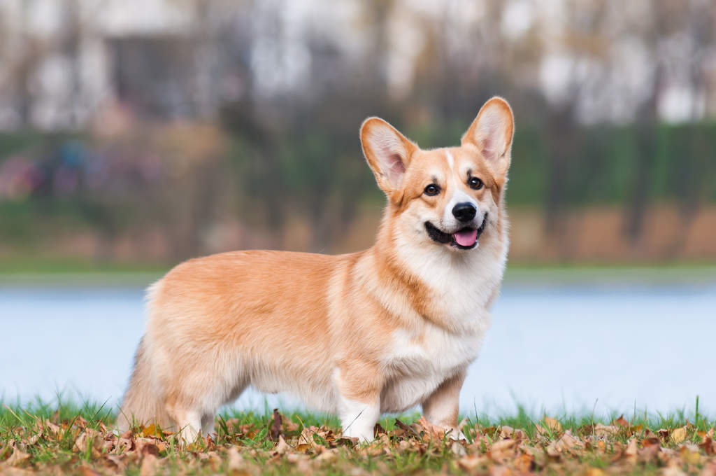 Welsh corgi pembroke | Honden | Rasinformatie | Omlet
