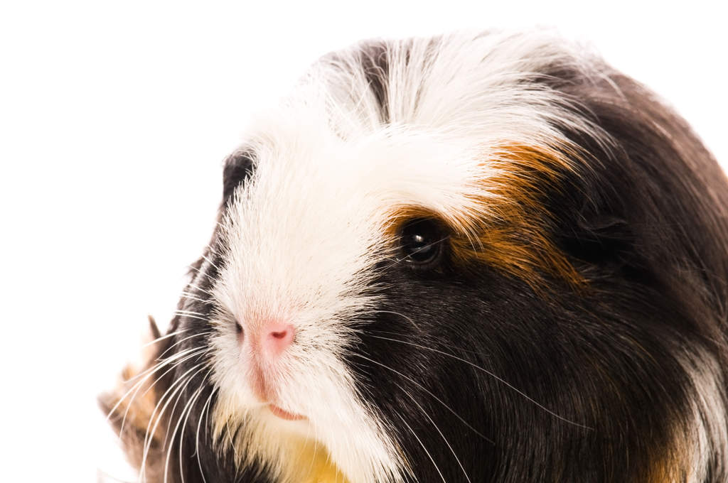 Coronet Cavia's | Coronet te koop