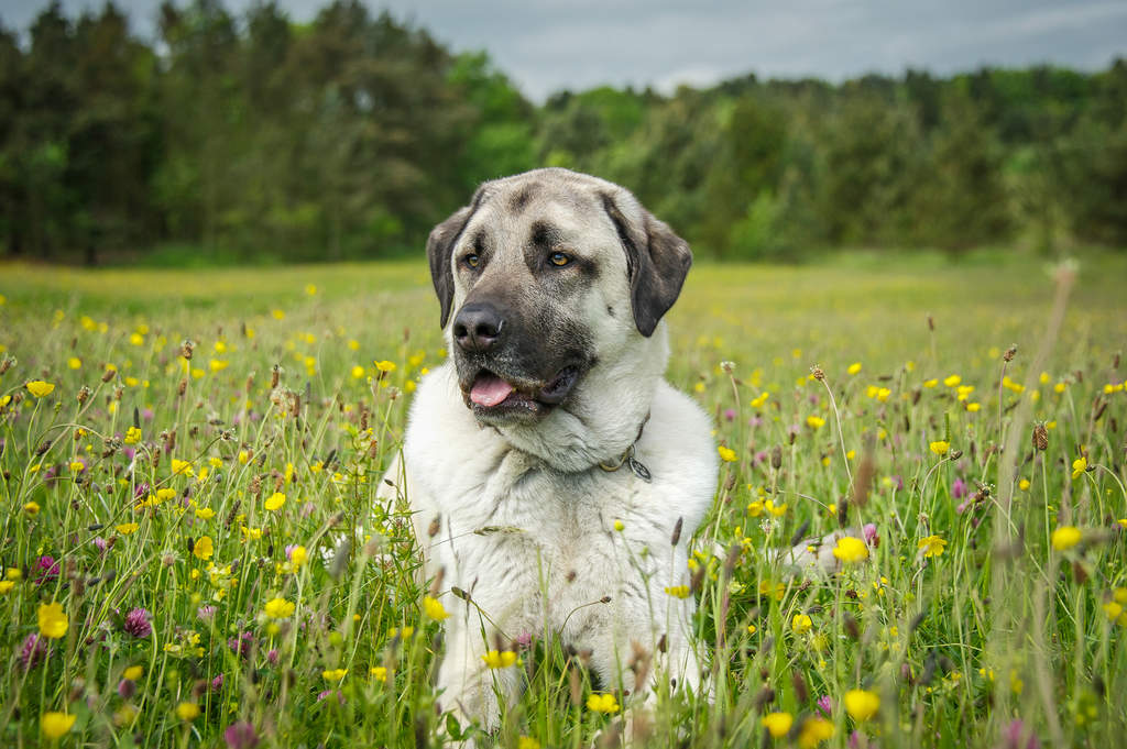 Anatolische herder | Hondenrassen