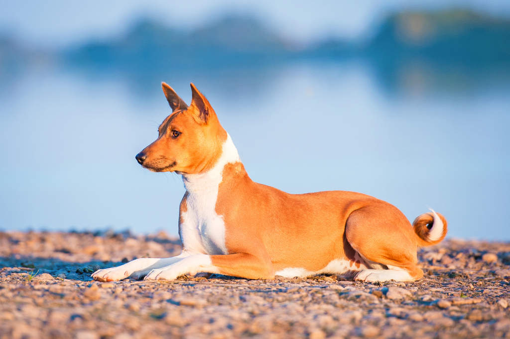 Basenji | Hondenrassen