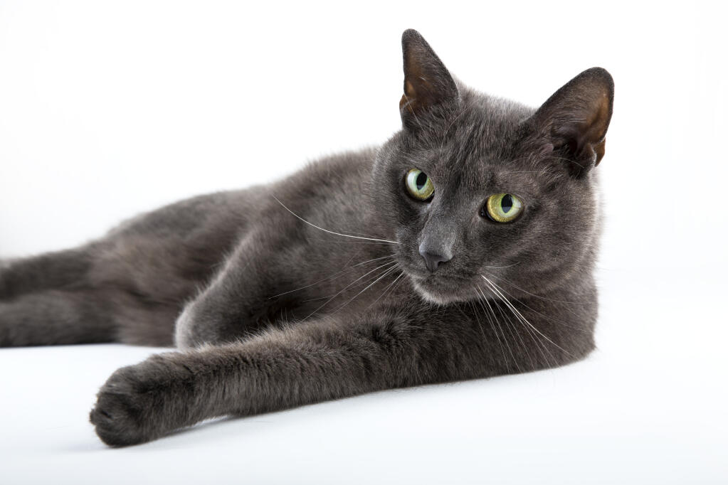 Blauwe Rus | Kattenrassen