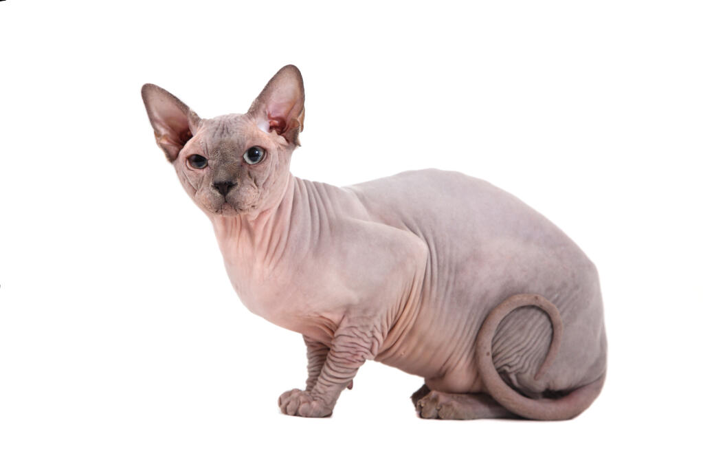 Sphynx | Katten | Rasinformatie | Omlet