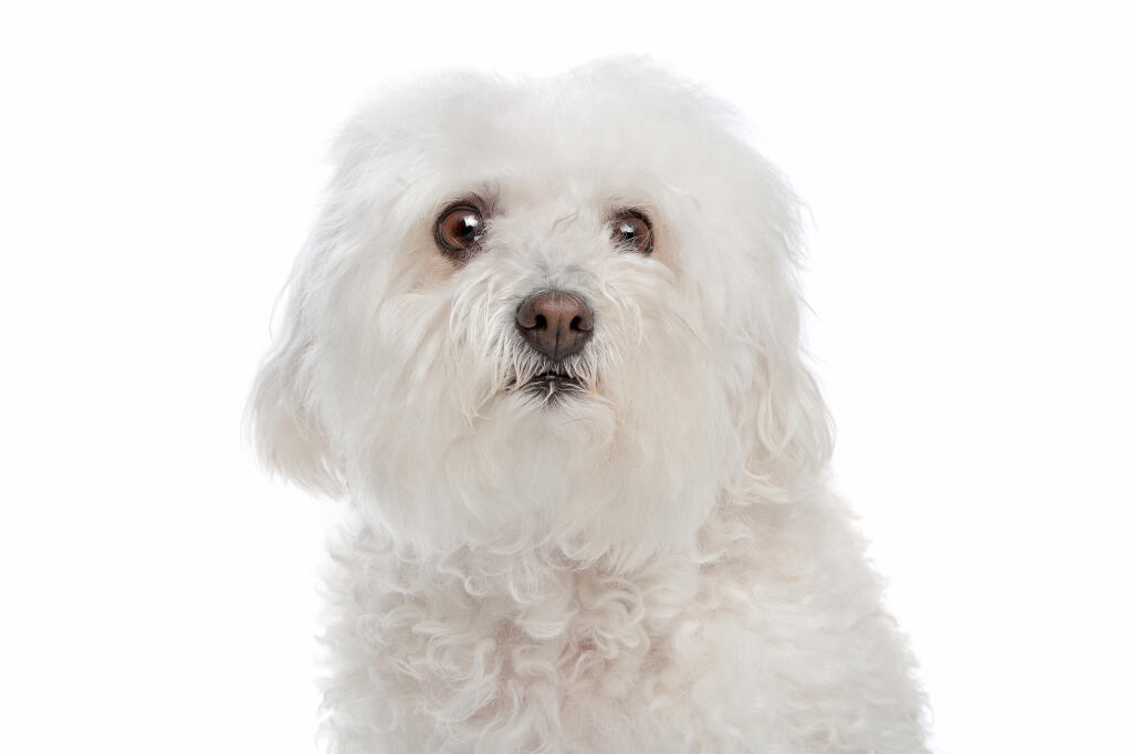 Bolognezer | Honden | Rasinformatie | Omlet