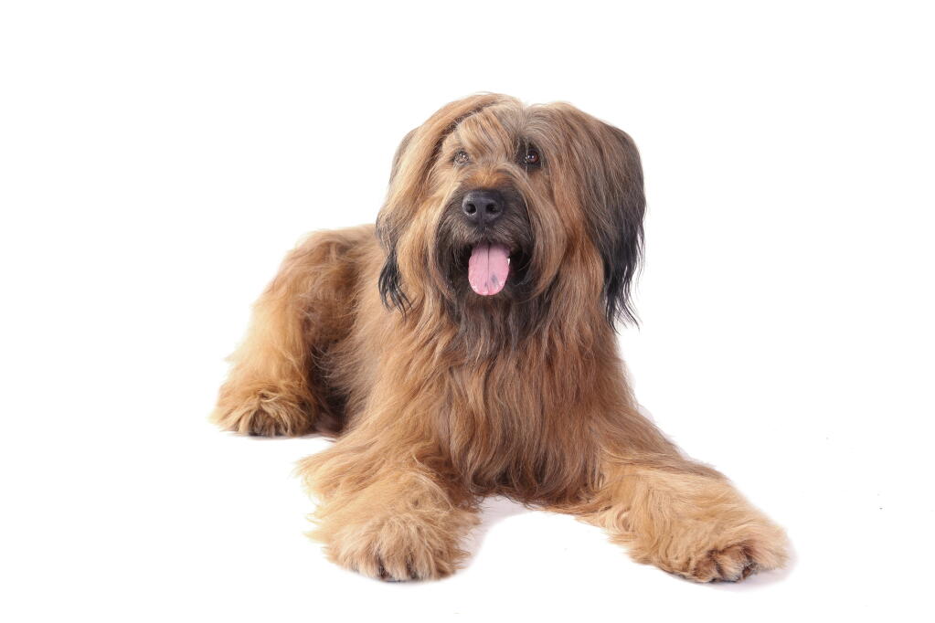 Briard | Honden | Rasinformatie | Omlet
