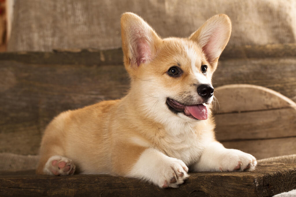 Welsh corgi cardigan Honden
