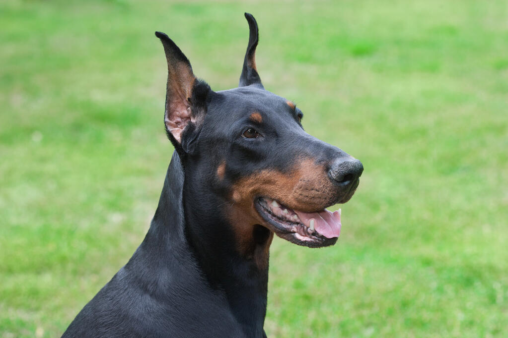 Dobermann | Honden | Rasinformatie | Omlet