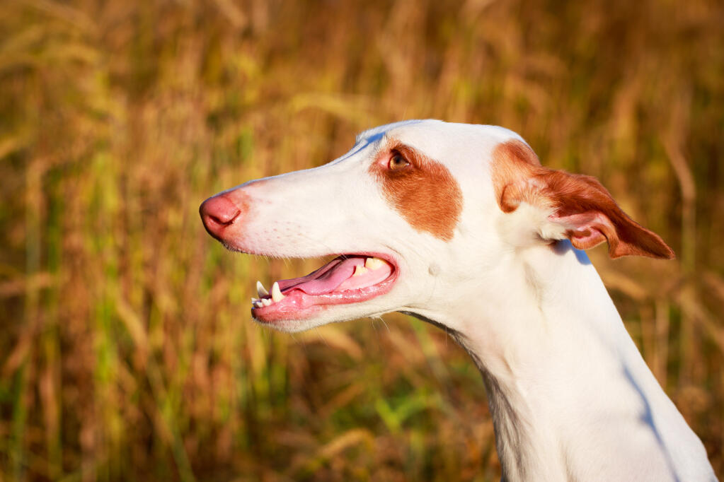 Podenco Ibicenco | Hondenrassen