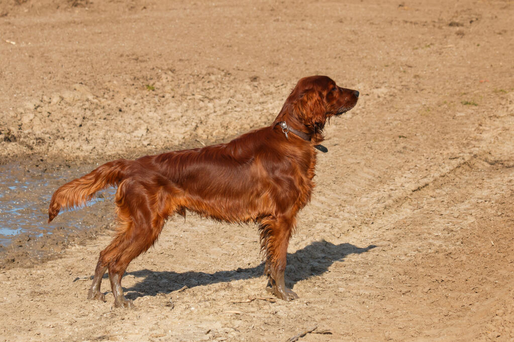 Ierse setter Honden