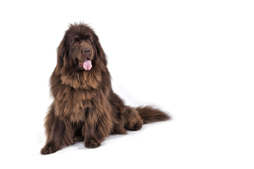 Newfoundlander | Honden | Rasinformatie | Omlet