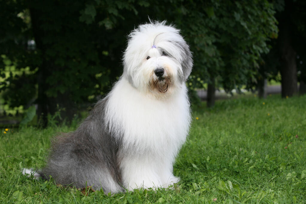 Old english sheepdog Honden