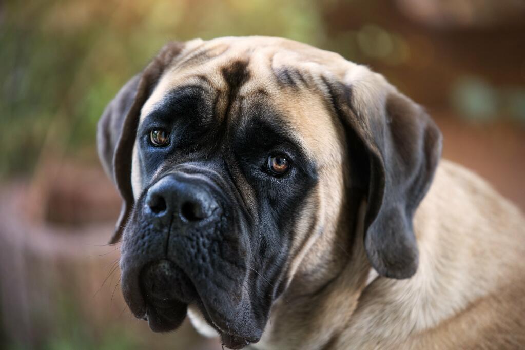 Mastiff Hondenrassen Engelse Mastiff Petbnb Blog