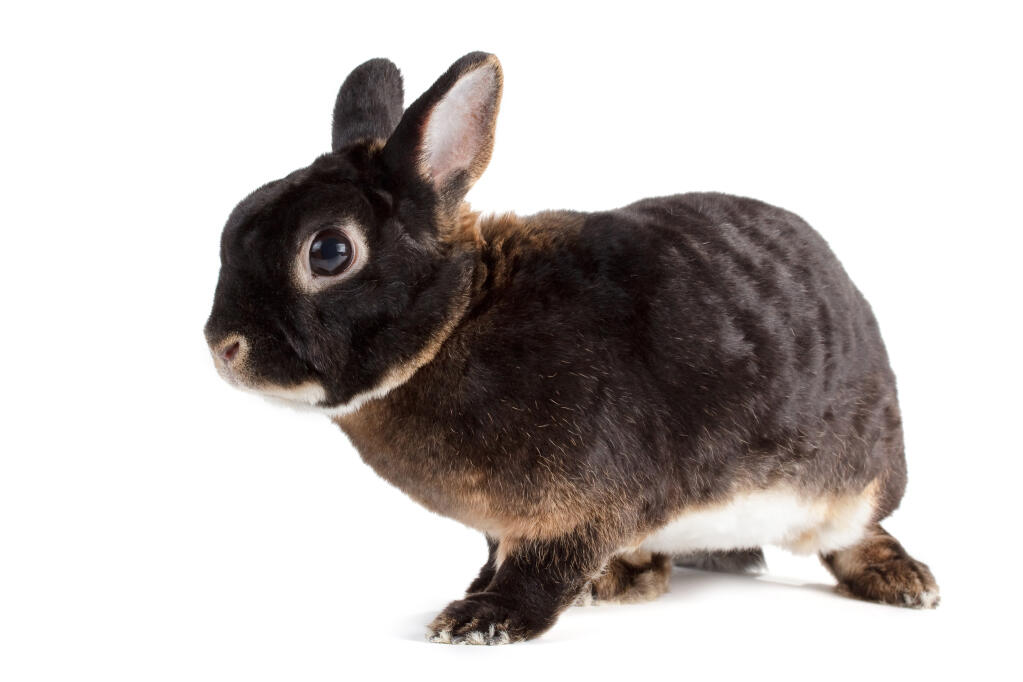 Rex te koop | Konijnen | Rasinformatie | Omlet