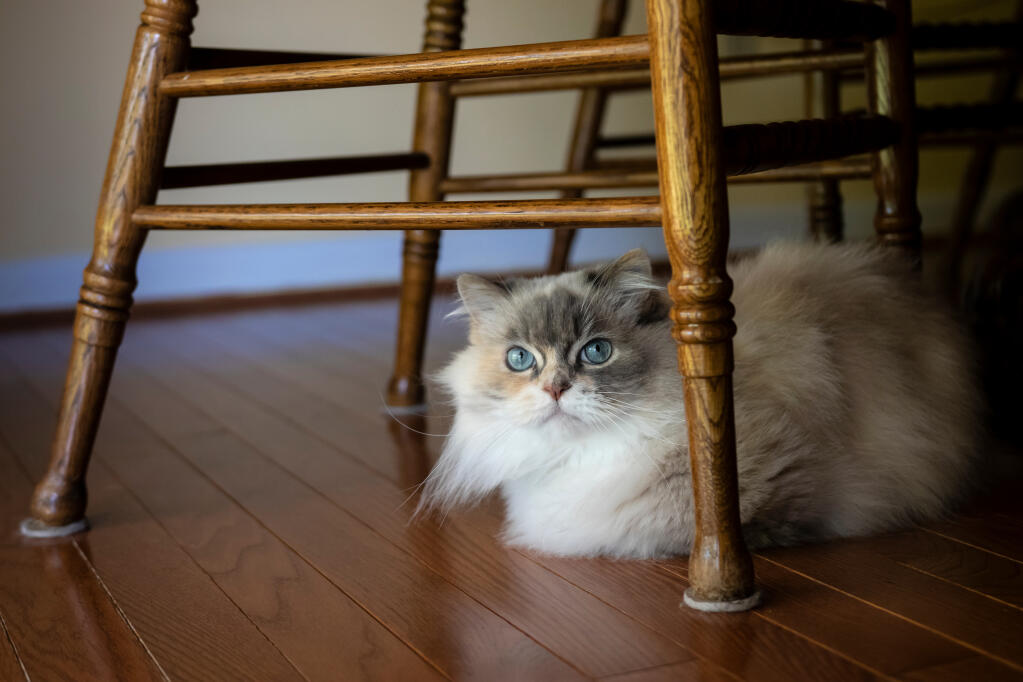 Napoleon Munchkin Kittens Munchkin Cat – A Buyers And Owners Guide