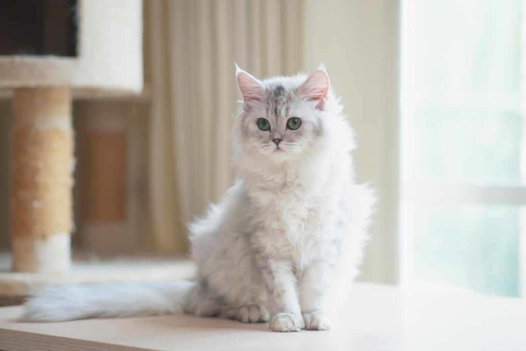 Witte Tabby Siberische Kat