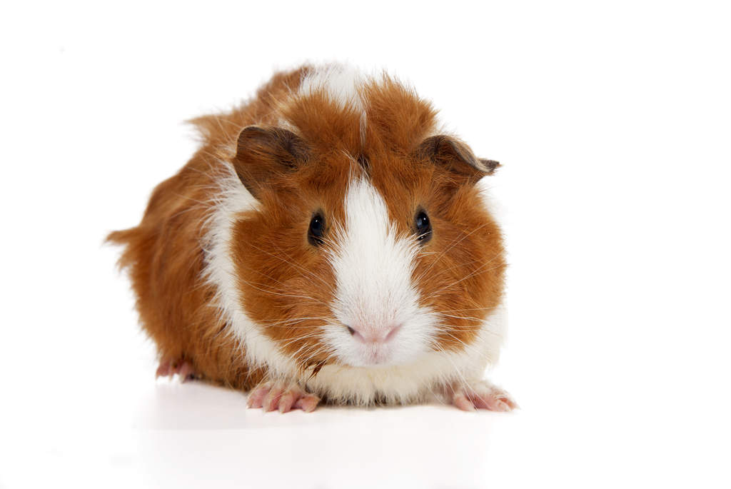 Borstelcavia Cavia's | Borstelcavia te koop