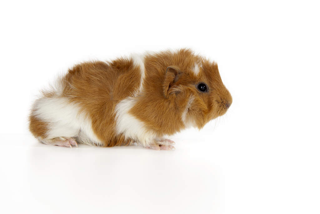 Borstelcavia Cavia's | Borstelcavia te koop