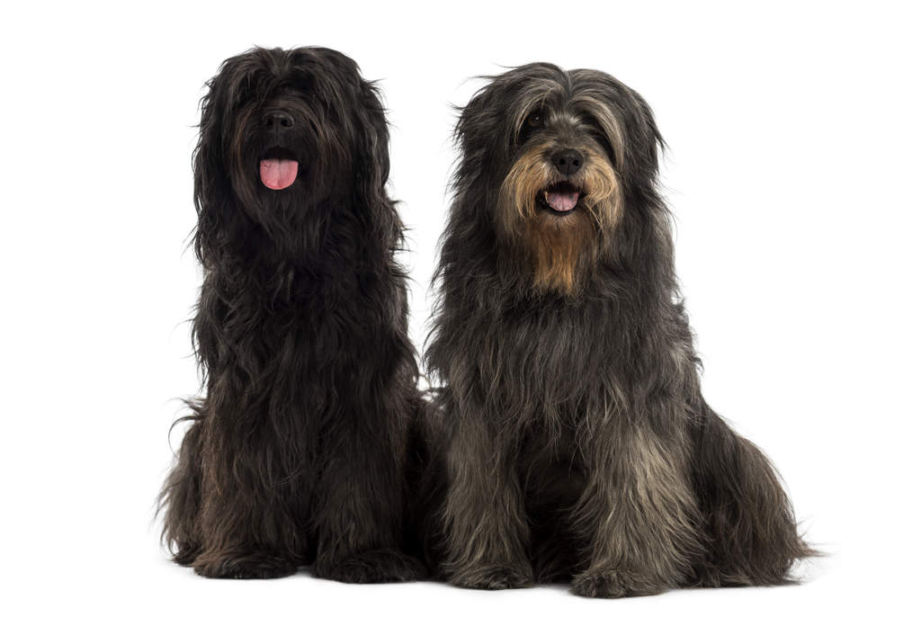 Catalaanse herder Honden