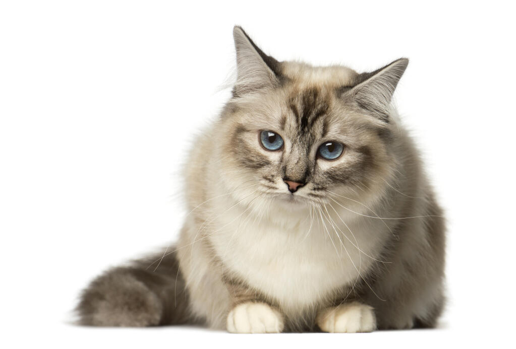 Heilige birmaan Katten