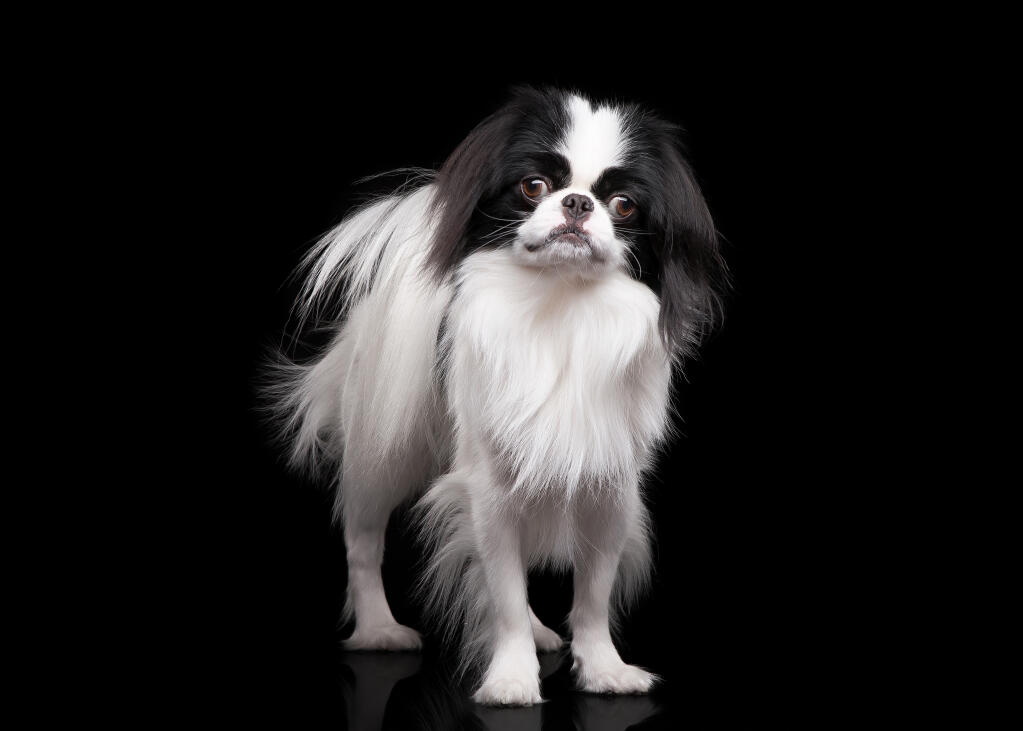 Japanse spaniël Honden