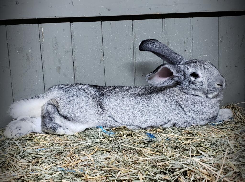 Groot chinchilla | Groot chinchilla For Sale | Konijnenrassen