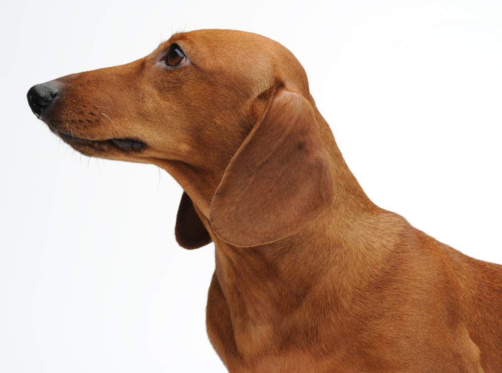 Teckel Honden