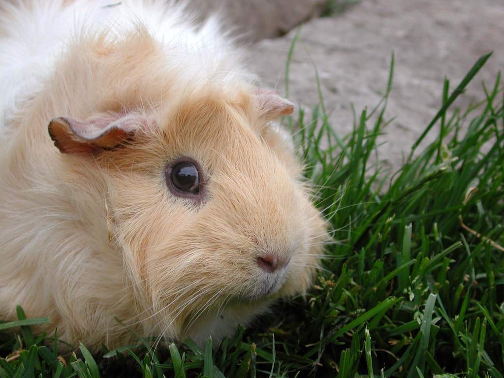 Borstelcavia Cavia's | Borstelcavia te koop