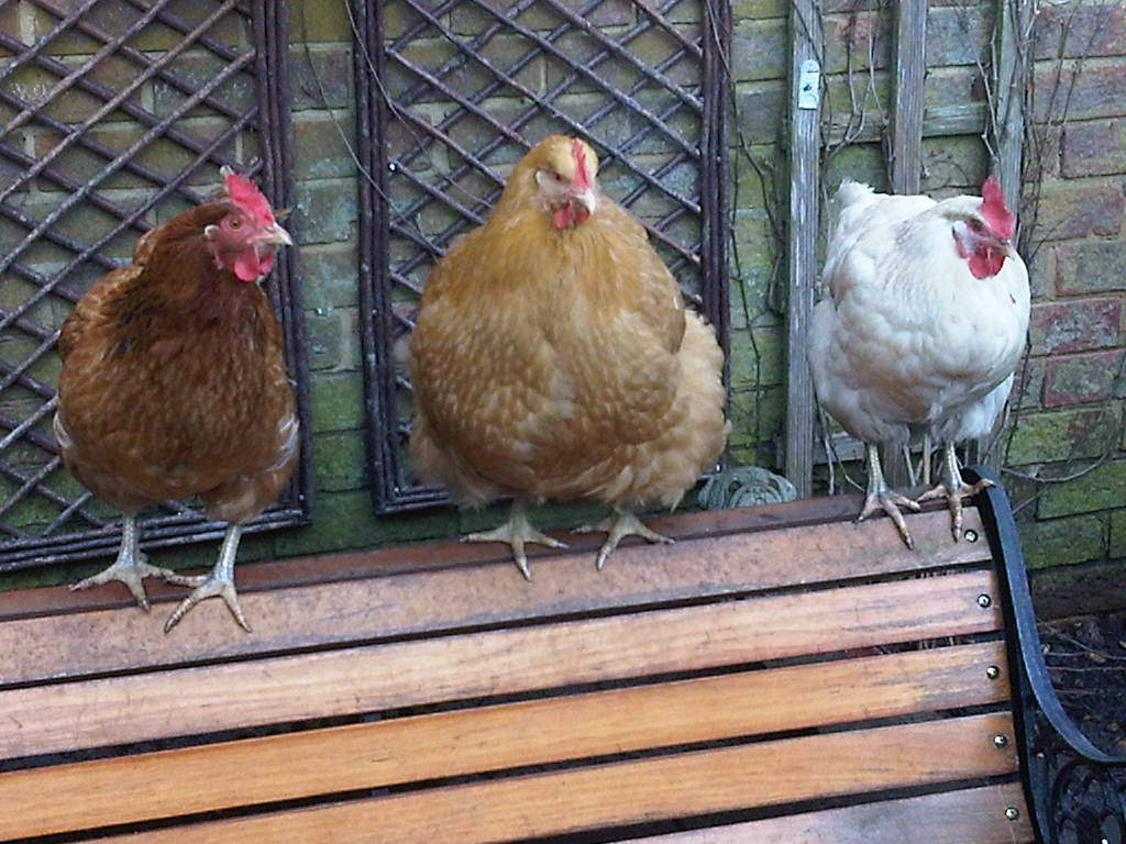 Kippen | Gids | Omlet Nederland