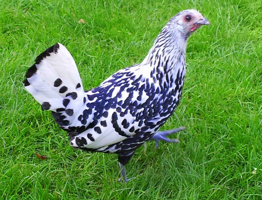 Hollands hoen te koop | Kippen | Rasinformatie | Omlet