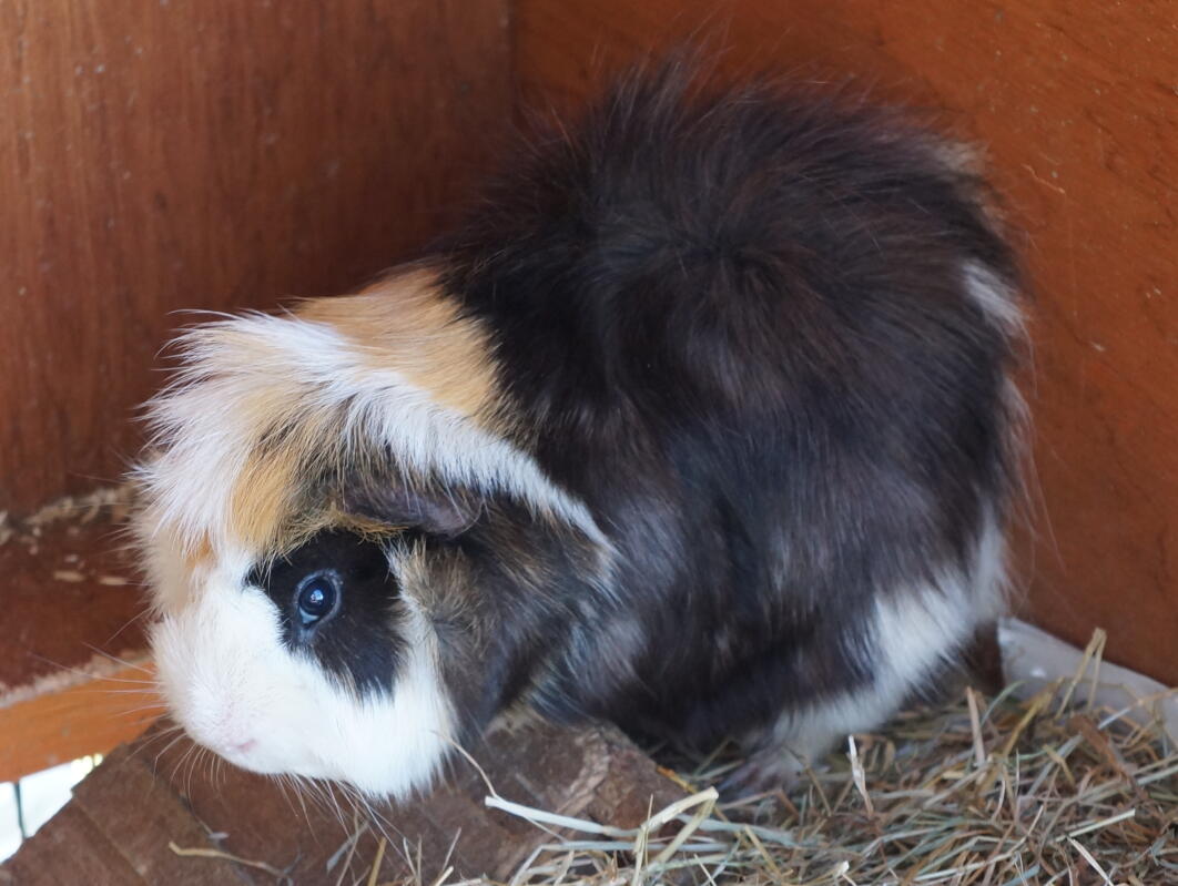 Borstelcavia te koop | Cavia's | Rasinformatie | Omlet