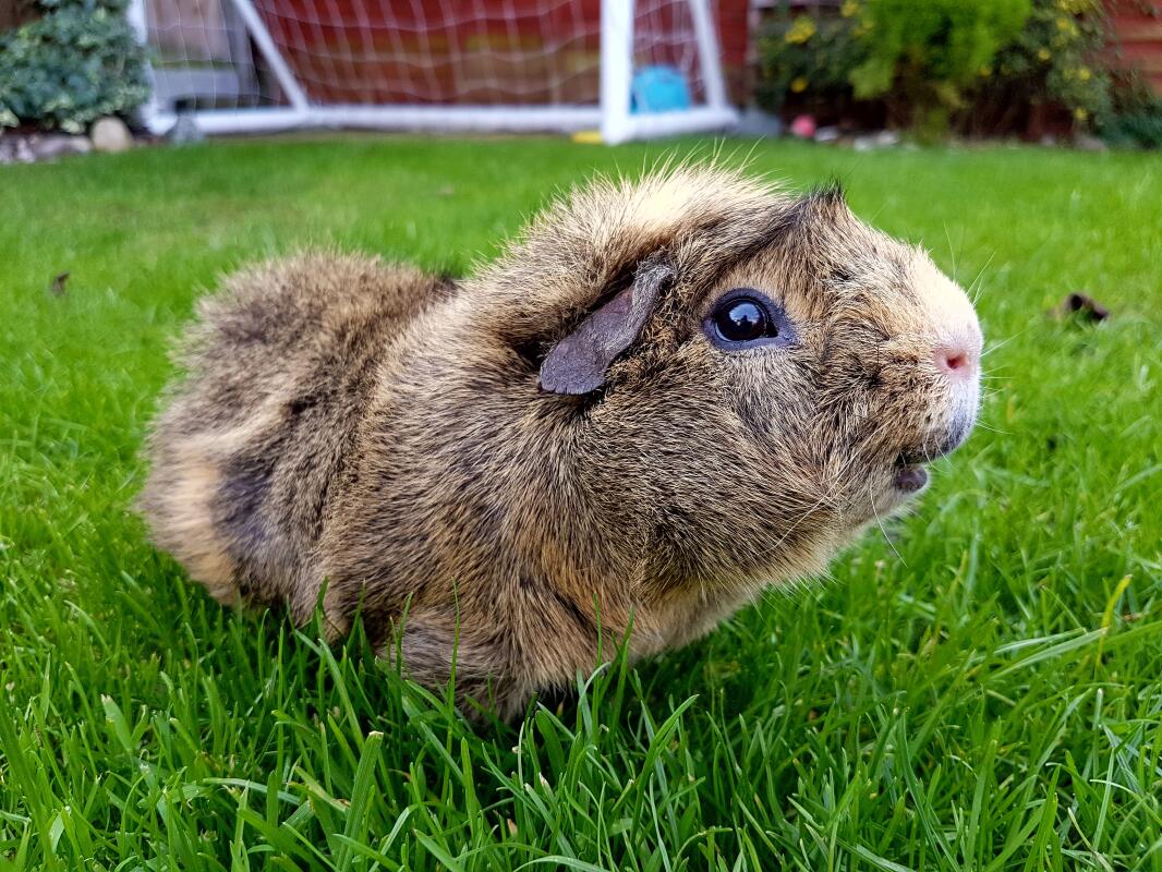 Borstelcavia te koop | Cavia's | Rasinformatie | Omlet