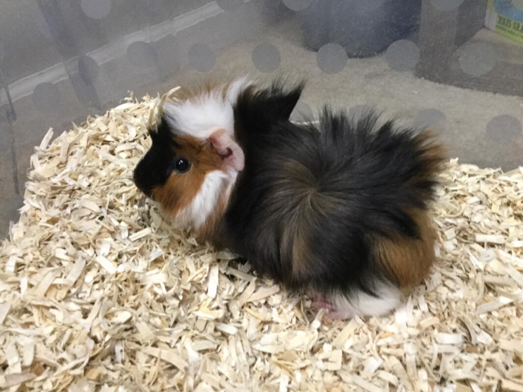 Borstelcavia te koop | Cavia's | Rasinformatie | Omlet