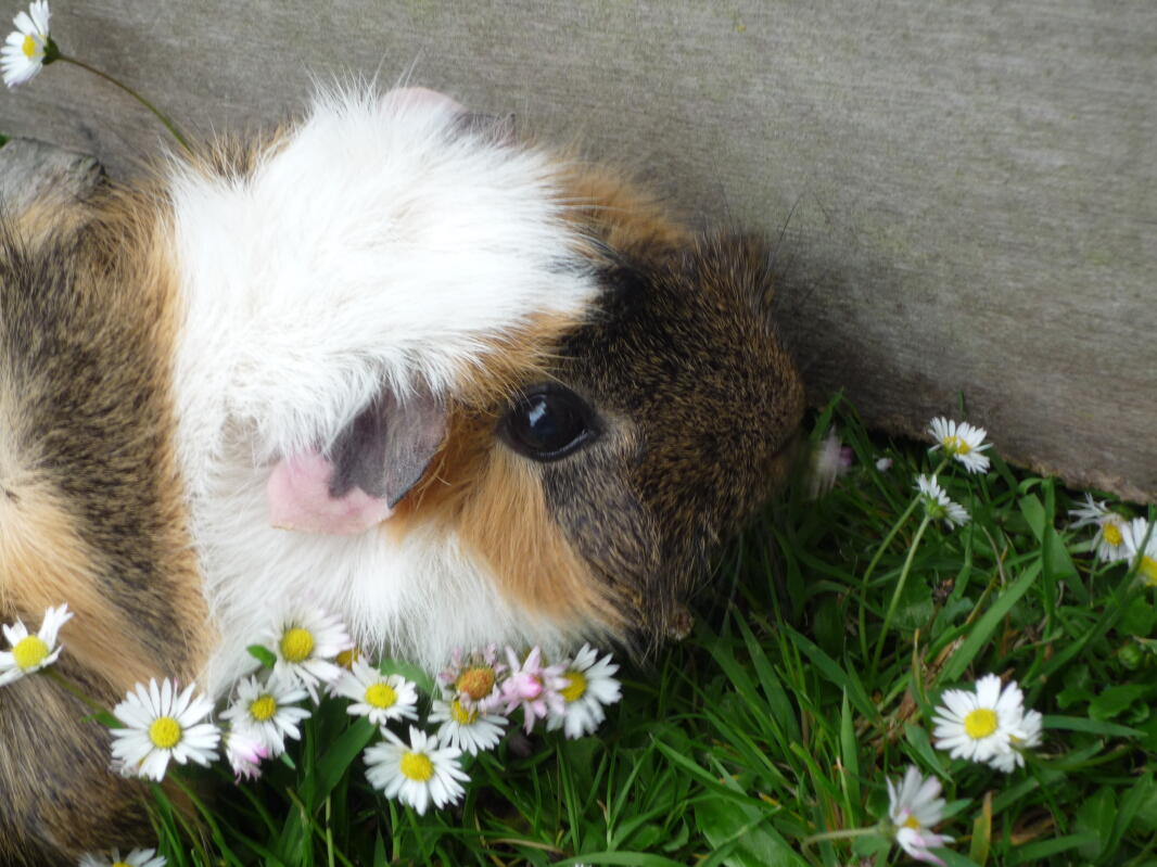 Borstelcavia te koop | Cavia's | Rasinformatie | Omlet