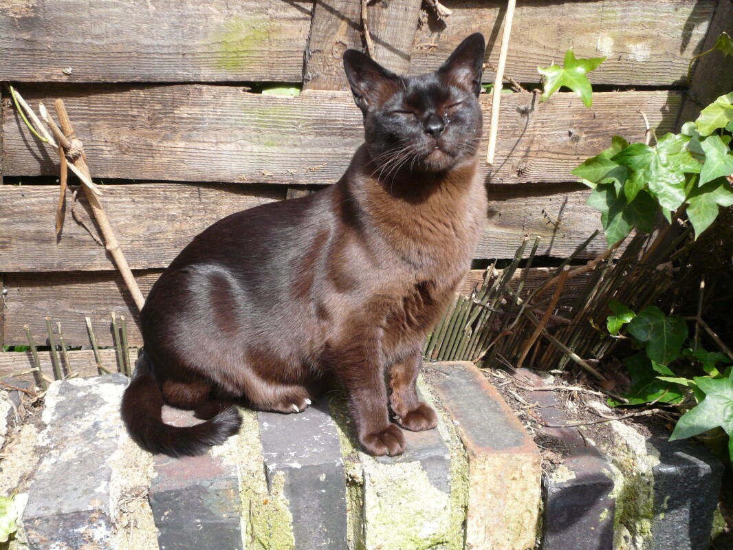 Burmees | Katten | Rasinformatie | Omlet