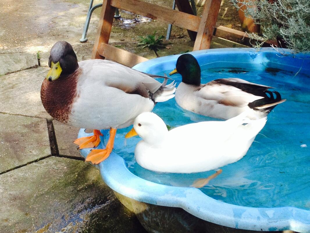 Hollandse kwaker | Eenden | Rasinformatie | Omlet