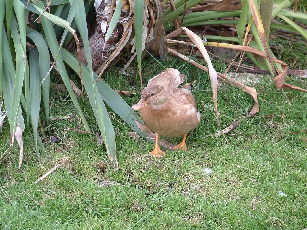 Hollandse kwaker | Eenden | Rasinformatie | Omlet