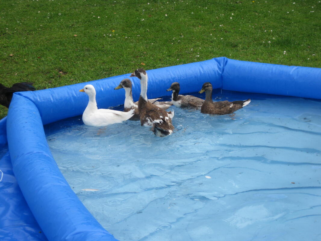 Hollandse kwaker | Eenden | Rasinformatie | Omlet