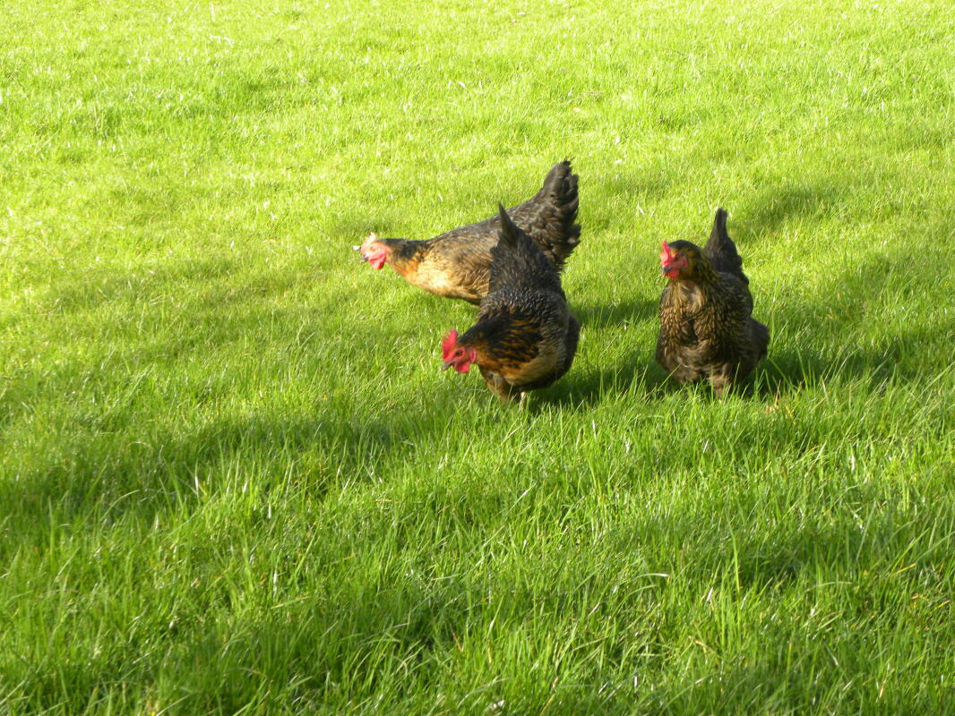 Kippen | Gids | Omlet Nederland