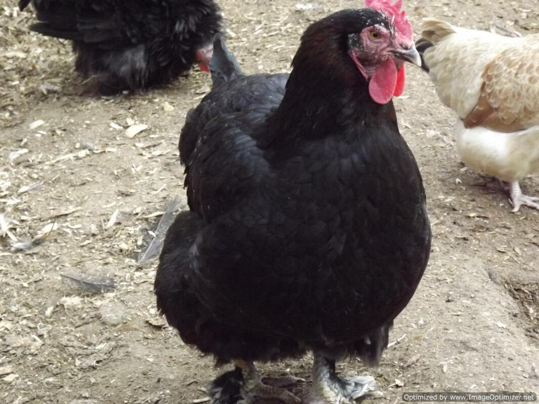 Marans te koop | Kippen | Rasinformatie | Omlet