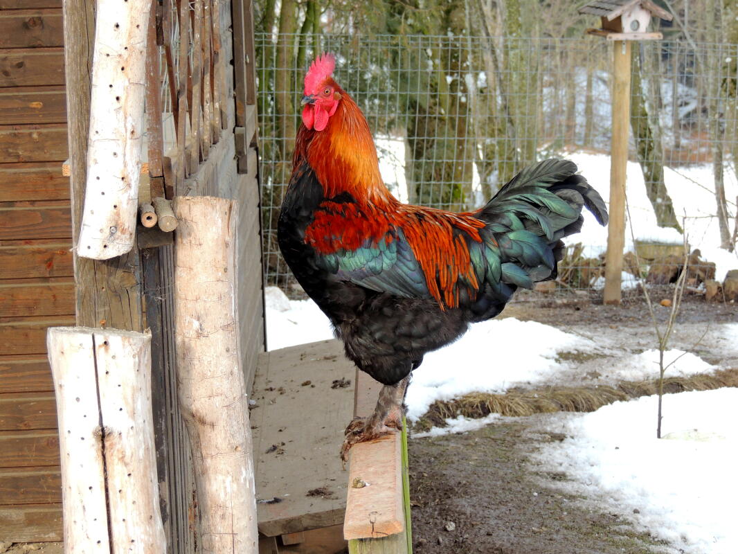 Marans te koop | Kippen | Rasinformatie | Omlet