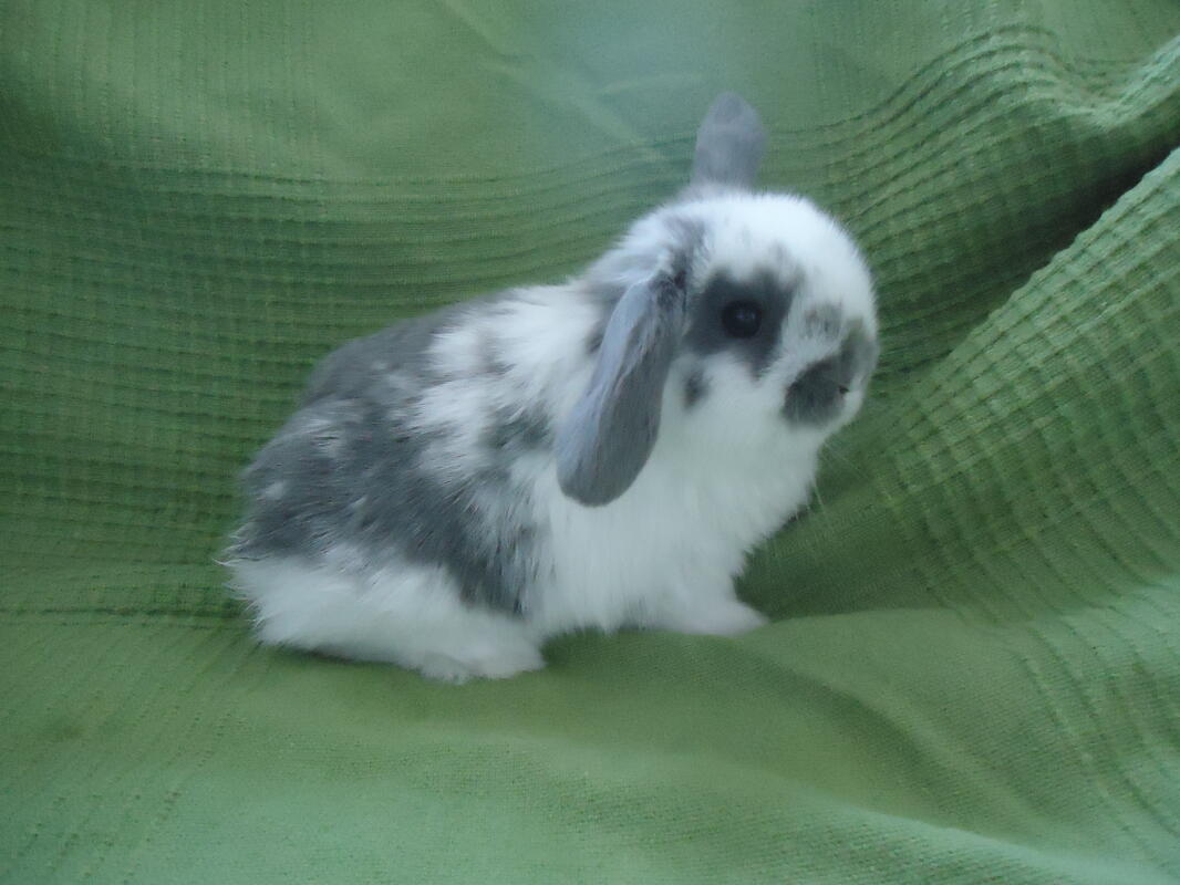 Mini lop te koop | Konijnen | Rasinformatie | Omlet