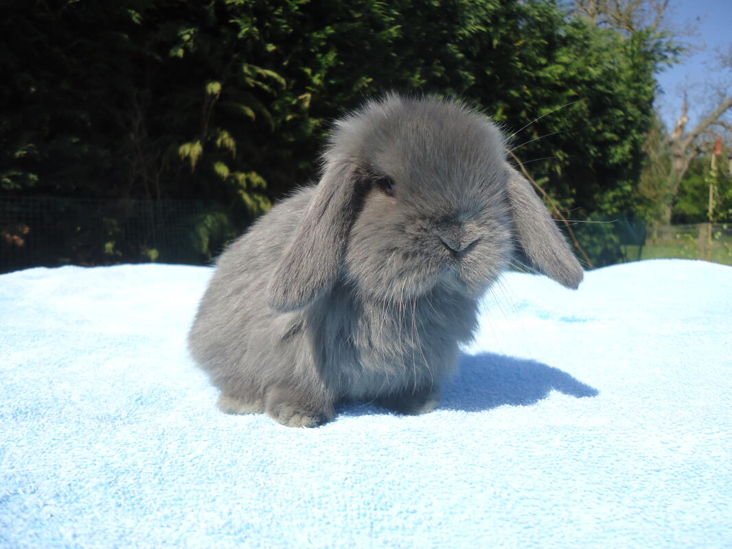 Mini lop te koop | Konijnen | Rasinformatie | Omlet