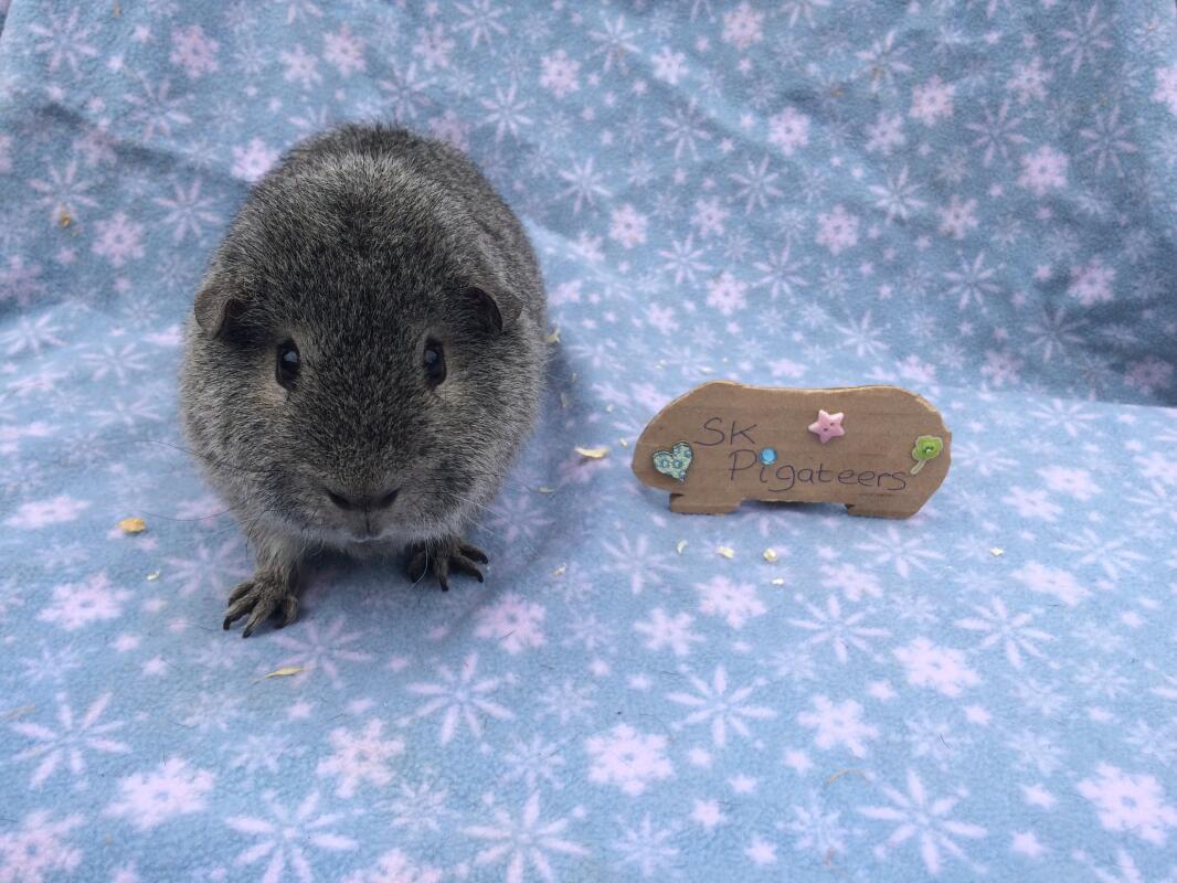 Rex te koop | Cavia's | Rasinformatie | Omlet