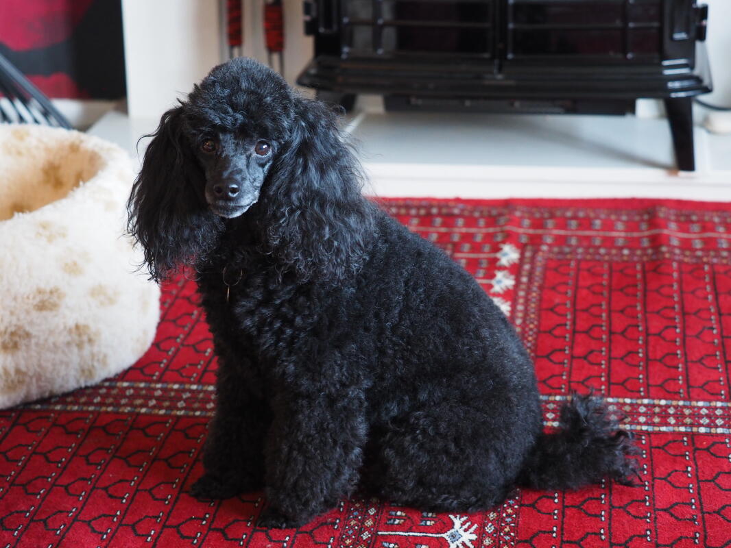 Toy poedel | Honden | Rasinformatie | Omlet