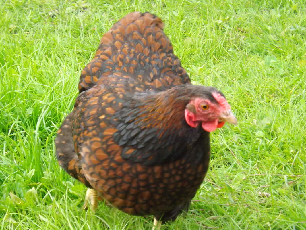 Wyandotte te koop | Kippen | Rasinformatie | Omlet