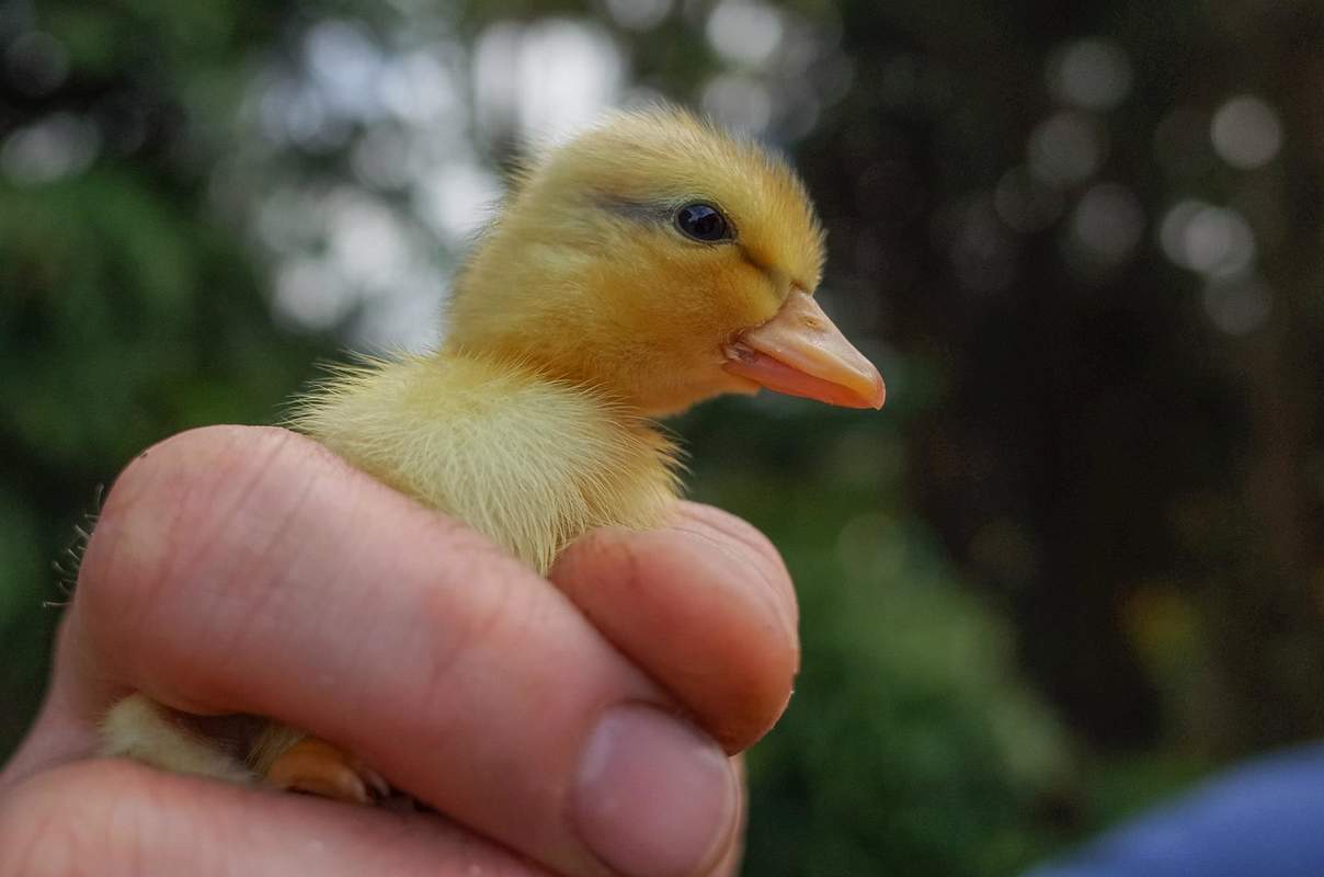 Hollandse kwaker | Eenden | Rasinformatie | Omlet